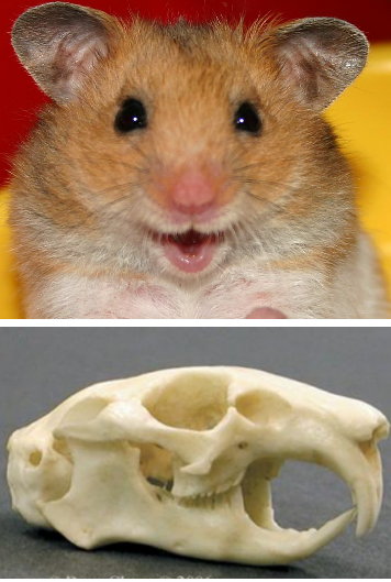 Byrne Robotics: Scary Skulls